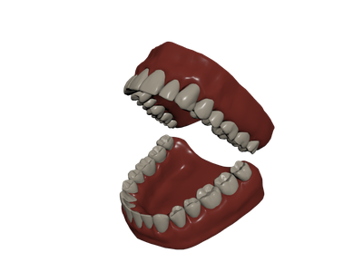 Bite 3D Models for Free - Download Free 3D · Clara.io